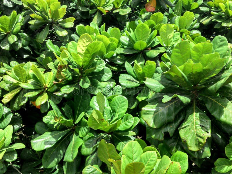 Rounded Leaves Background View Stock Photo - Image of view, nature ...