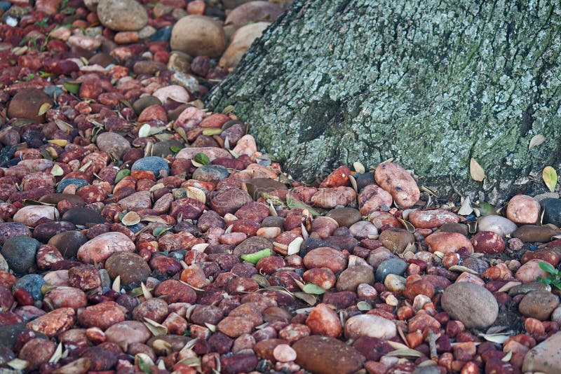 ROUNDED PEBBLES at the BASE of a LARGE TREE Stock Image - Image of grey ...