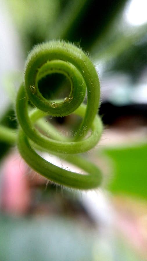 Rounded tendrils stock photo. Image of rounded, nature - 113824380