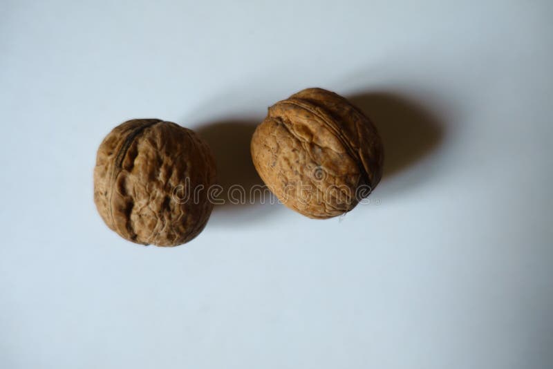 Rounded Ripe Brown Fruits of Persian Walnut Two Items Stock Image ...