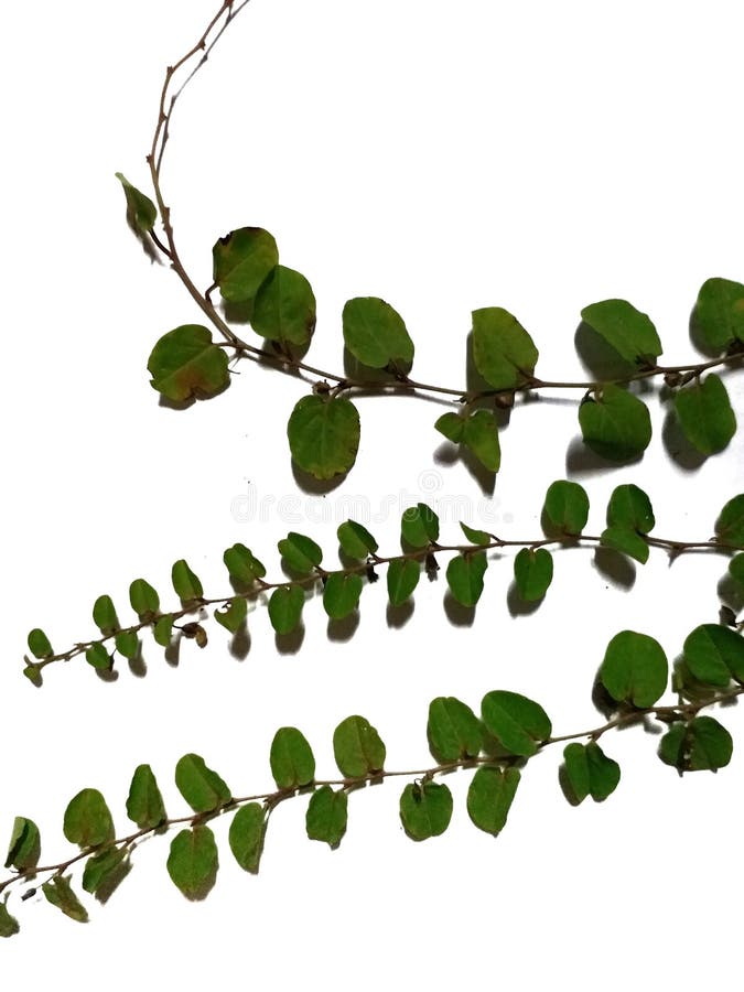 Roundleaf bindweed stock photo. Image of nature, bindweed - 158679656
