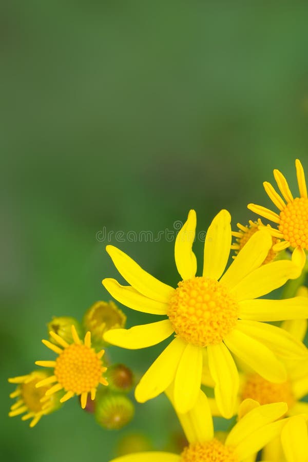 Roundleaf groundsel stock image. Image of flowers, summer - 91668195