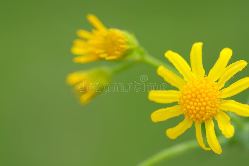 Roundleaf groundsel stock photo. Image of groundsel, weeds - 92659424