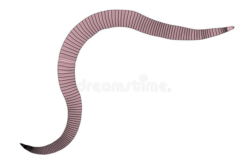 Roundworm stock illustration. Illustration of human, roundworm - 82063712