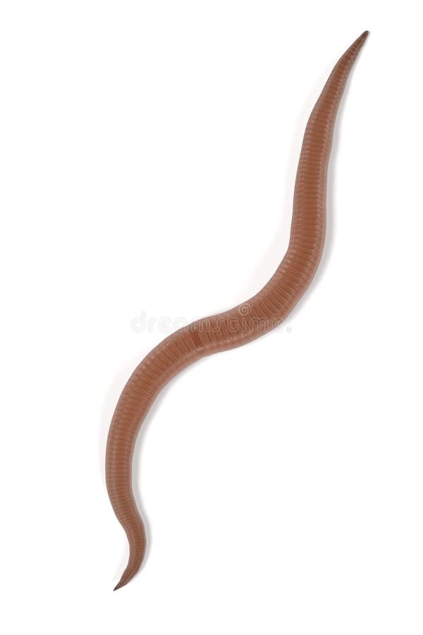Roundworm stock illustration. Illustration of ascaris - 82127412