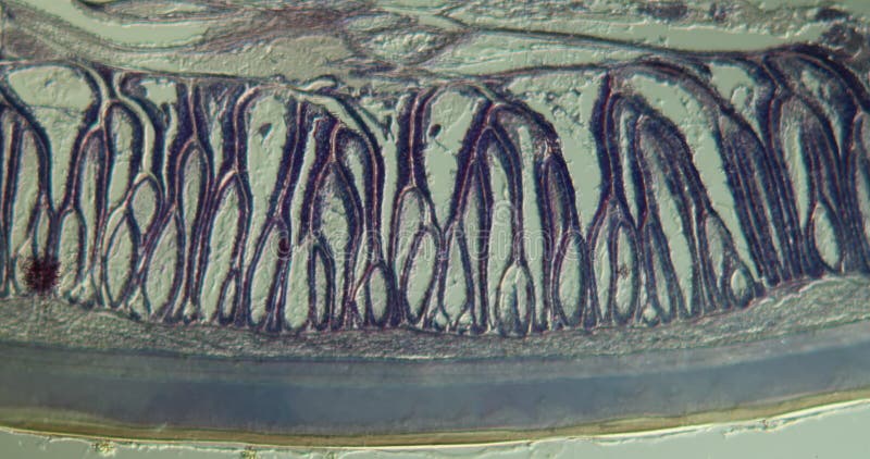 Roundworm Under the Microscope in 4k Stock Video - Video of life ...