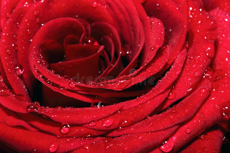 Rous clouseup stock image. Image of botanical, horizontal - 19241139