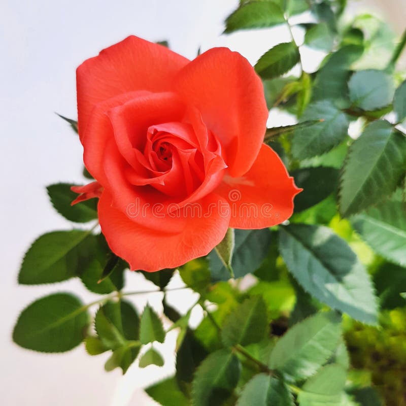 Rous Red Stock Photos - Free & Royalty-Free Stock Photos from Dreamstime