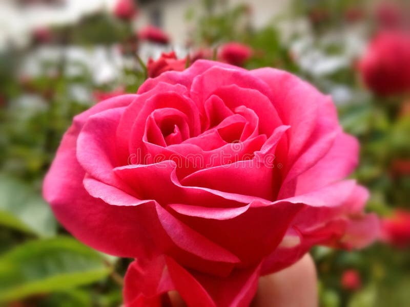 Ambiente salvaje imagen de archivo. Imagen de verde, textura - 57663559