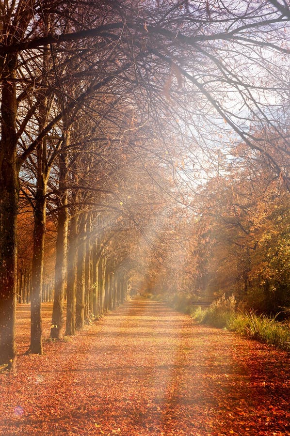 Chemin Forestier D'automne Dans Le Coucher Du Soleil Photo stock ...