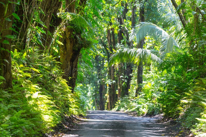 Route dans la jungle photo stock. Image du tropique, jungle - 12845126
