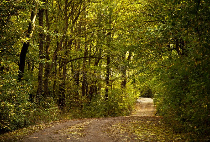 Gateway Sur Le Chemin Forestier Photo stock - Image du ombre, boisé ...