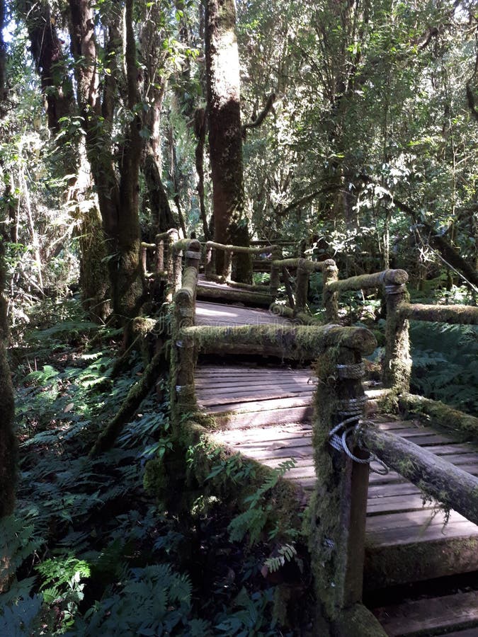 Route dans la jungle photo stock. Image du stationnement - 33476142