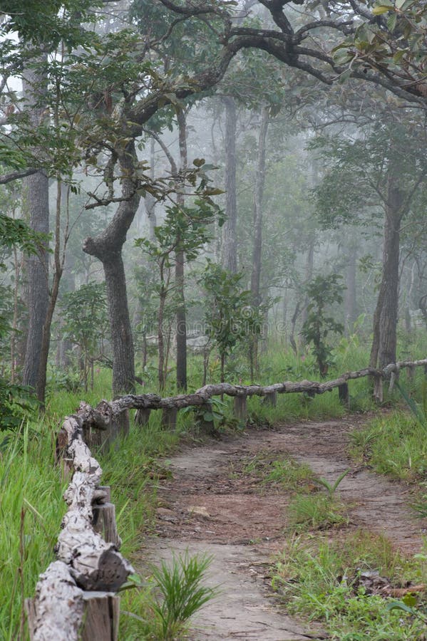 Route in forest. stock photo. Image of rainforest, hill - 25790472