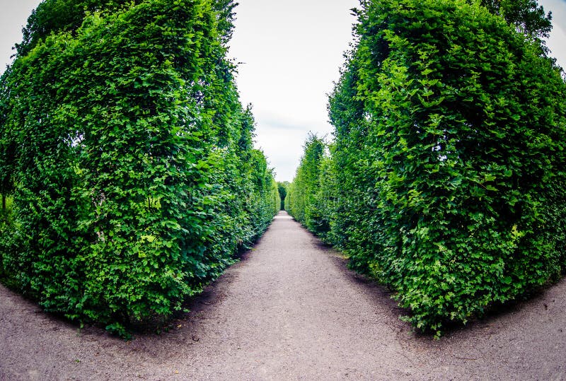Route Par La Ligne Des Arbres Verts Image stock - Image du ...