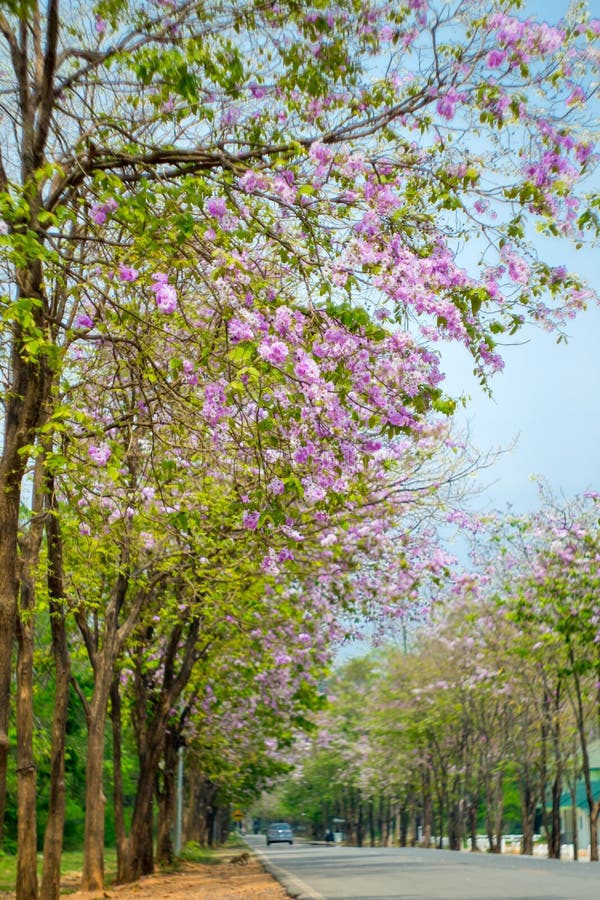 The route pink flowers stock photo. Image of freeway - 68120326