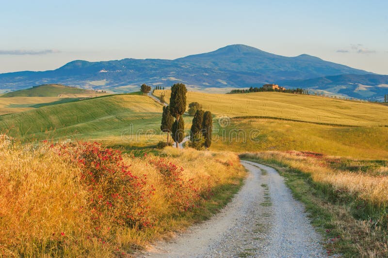 Route Rustique Blanche Naturelle En Toscane, Italie Photo stock - Image ...