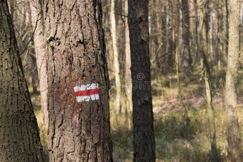 Route Sign Painted on Tree in Forest Stock Photo - Image of color ...