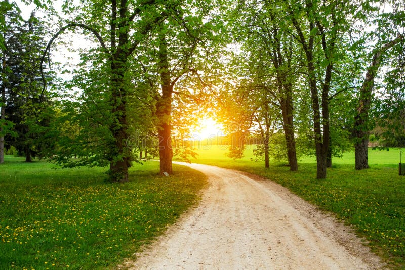 Route Sur Le Parc Ensoleillé Photo stock - Image du forêt, lumière ...