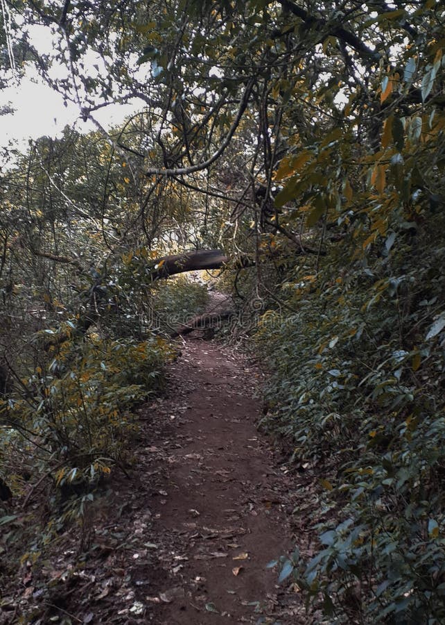 The Route To Climb Mount Ungaran. Stock Photo - Image of route, java ...