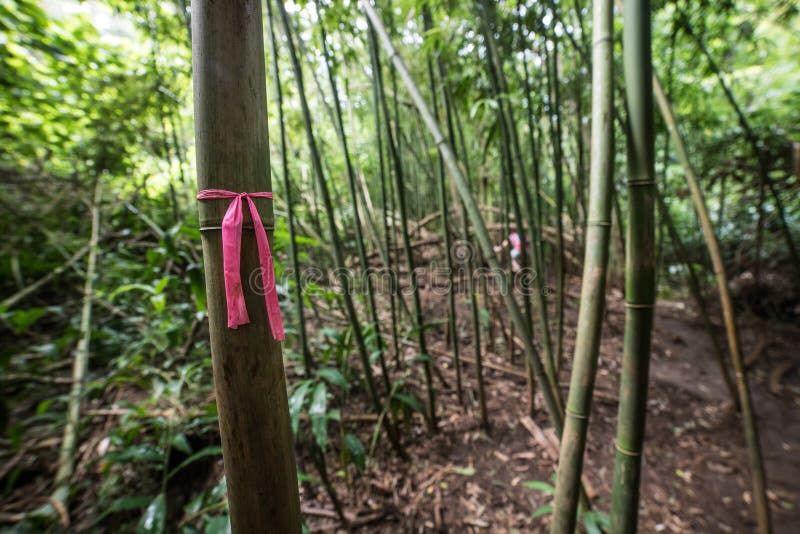 Route Tree Marks on Bamboo Trail Forest Hiking Stock Photo - Image of ...