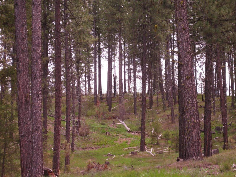 Route through the Trees stock photo. Image of trail - 233132076