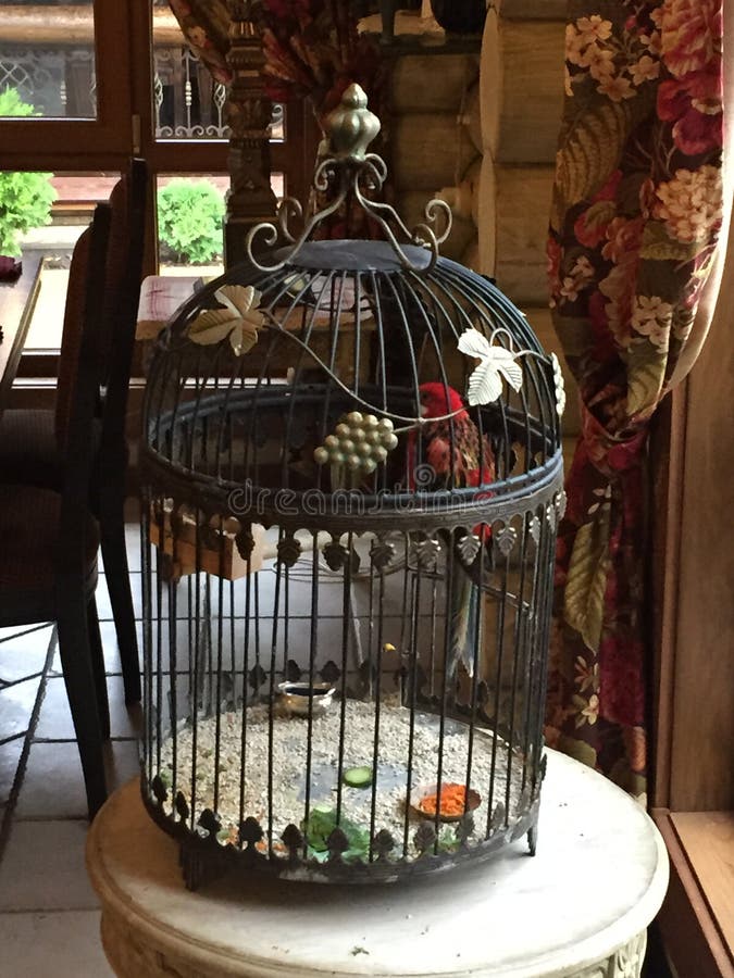 Daily Routine of a Parrot at Home! Stock Photo - Image of russia ...