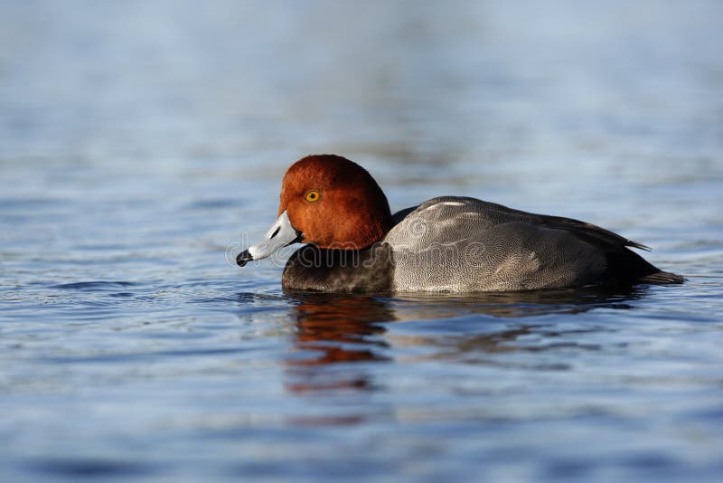 Le Canard Roux Patauge Dans Le Marshwater De Montezuma Image stock ...