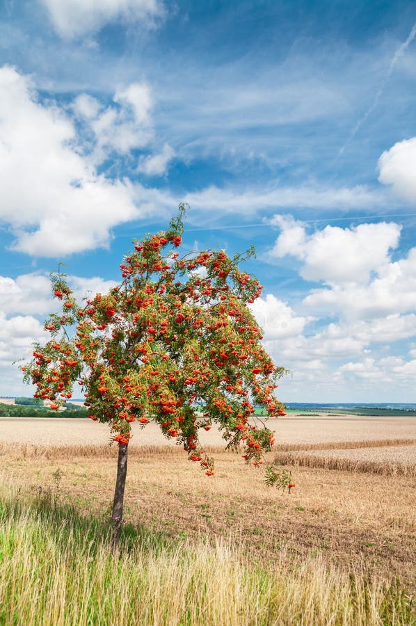 Rovan tree in late summer stock image. Image of rowan - 39444111