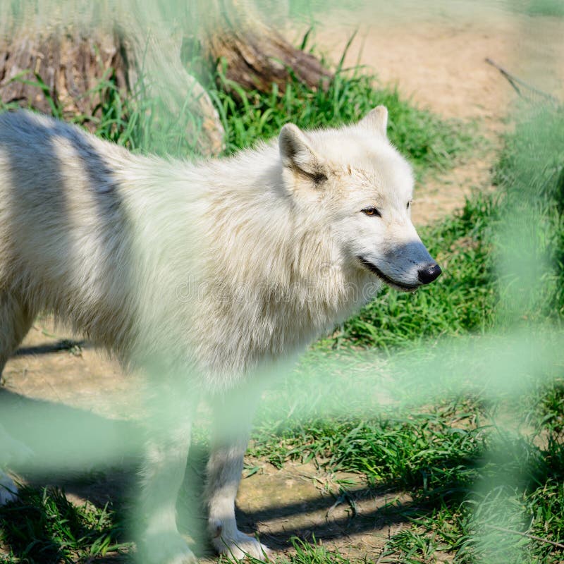 Rovdjurs- vit fluffig varg fotografering för bildbyråer. Bild av ...