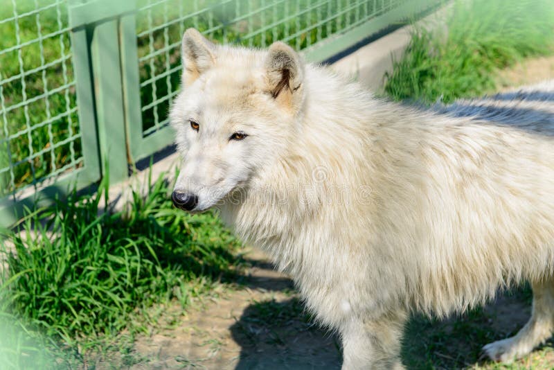 Rovdjurs- vit fluffig varg fotografering för bildbyråer. Bild av ...