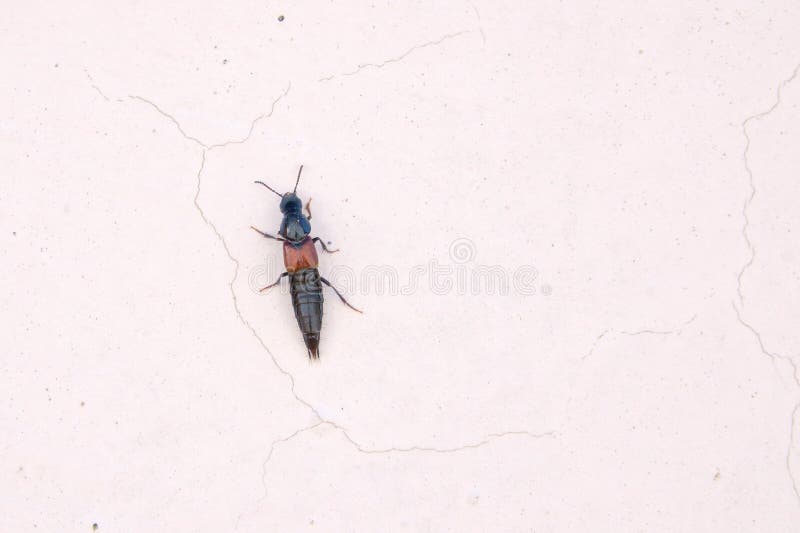 Rove beetle stock image. Image of insects, dermaptera - 280564335