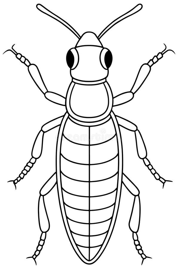 Rove Beetle Insect Anatomy Drawing for Coloring and Science Books Stock ...