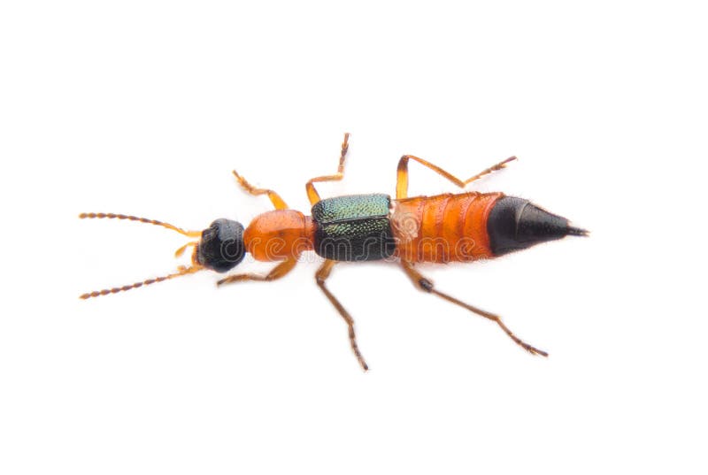 Rove Beetle
