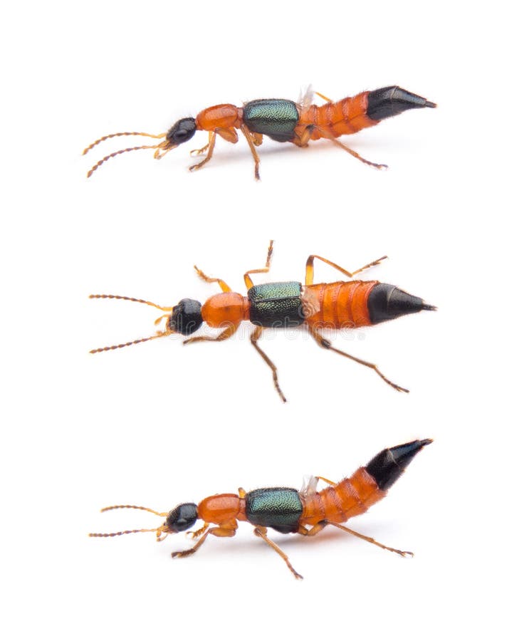 Rove Beetle Insect Isolated on White Background Stock Image - Image of ...
