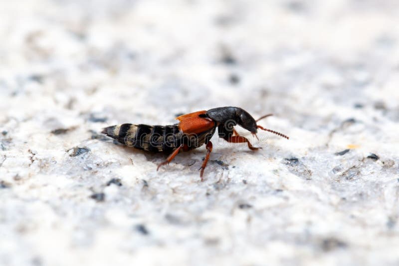 Rove Beetle, Platydracus Stercorarius Stock Image - Image of black ...
