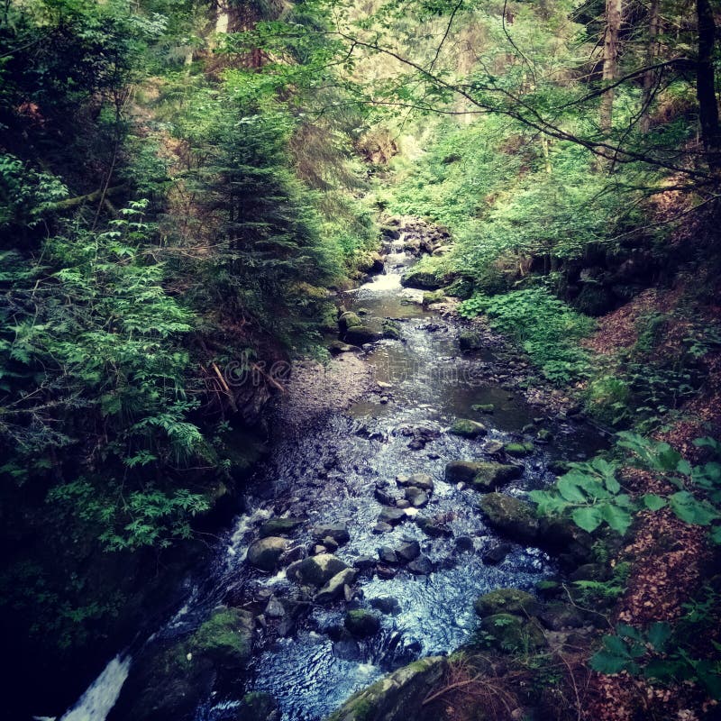 Rovena river in Swarzwald stock photo. Image of nature - 183881304