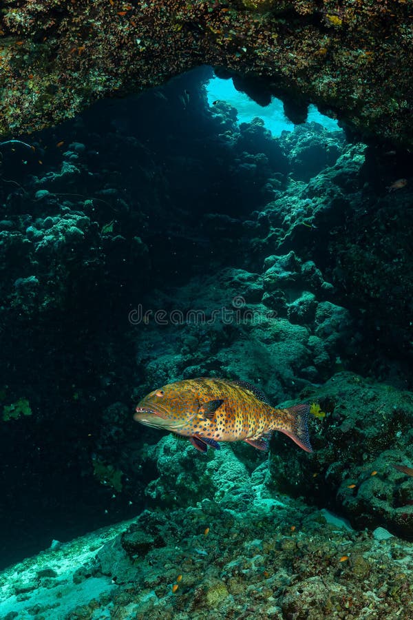 Roving Coralgrouper Fish or Red SEa Coral Cod in a Cave Stock Image ...