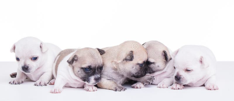 Six Labrador dogs in a row stock photo. Image of portrait - 21247426