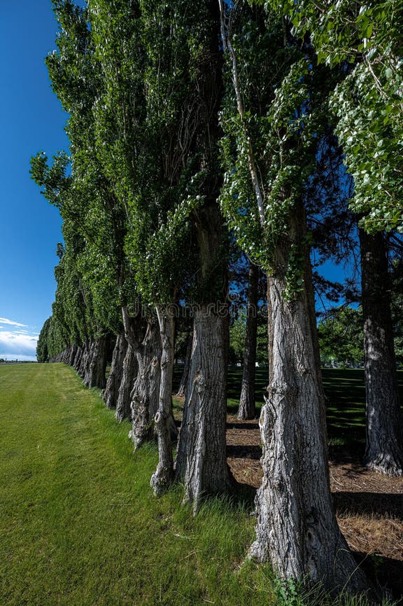 Poplar Trees As Wind Breakers Stock Image - Image of night, daytime ...