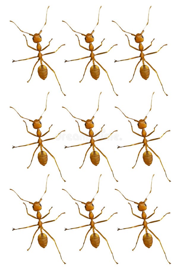 446 Ant Row Stock Photos - Free & Royalty-Free Stock Photos from Dreamstime