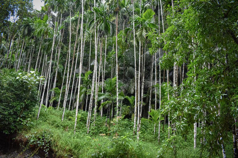 Row of Arecanut Tree`s in the Forest of Karnataka. Stock Image - Image ...