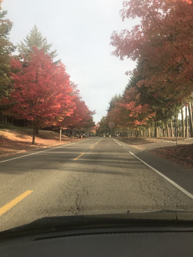 Row of Autumn stock image. Image of fall, colored, autumn - 101675269