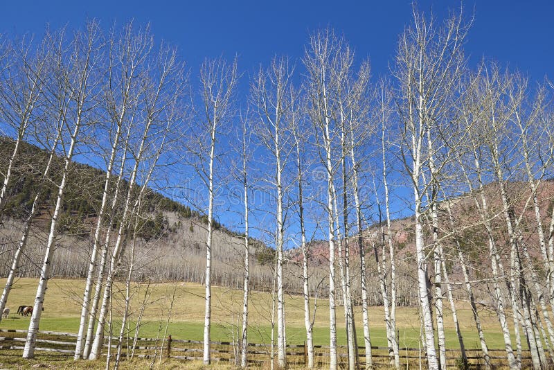 Row of Autumn Leafless Birch Trees on a Sunny Day Stock Photo - Image ...