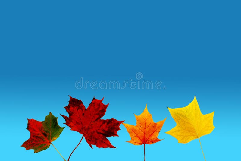 Row of autumn leaves stock image. Image of blue, pattern - 1427513