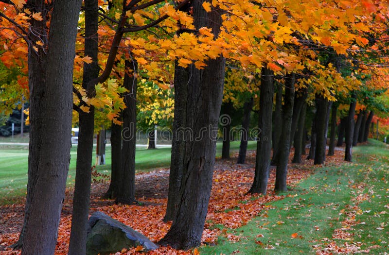 Row of Autumn trees stock image. Image of colorful, outdoors - 34876211