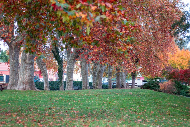Row of Autumn Trees on a Field in a Park Stock Image - Image of ...