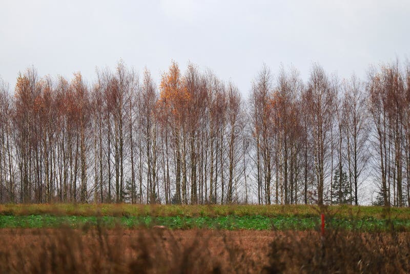 Row of Autumn Trees Standing Tall between the Green Grass Line and ...