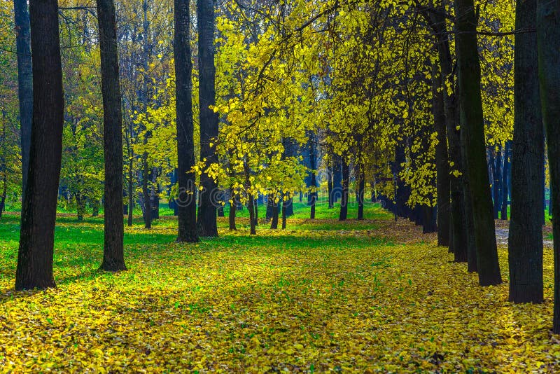 Row of Autumn Trees with Yellow Leaves Stock Photo - Image of leaves ...