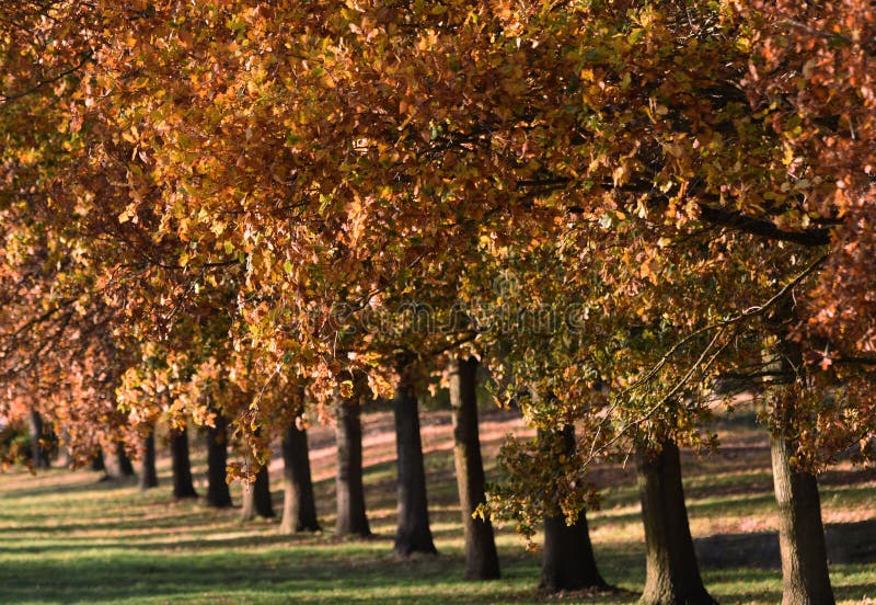 Row of Autumn / Fall Trees stock photo. Image of rural - 132091376